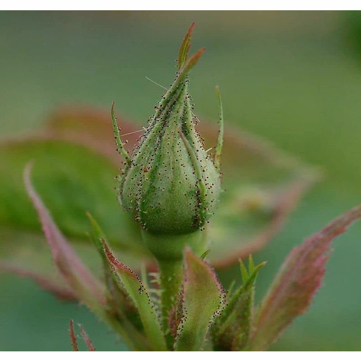 Rose Mix 100+ Seeds Flowers Planting for Outdoor Indoor