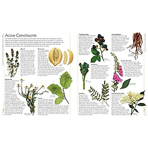 DK Encyclopedia of Herbal Medicine: 550 Herbs Loose Leaves and Remedies for Common Ailments