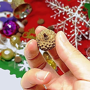 Queenbox 20Pcs Natural Dried Acorn Cap Craft DIY, Home Christmas Thanksgiving Decorative Fall Winter Holiday Home Decor