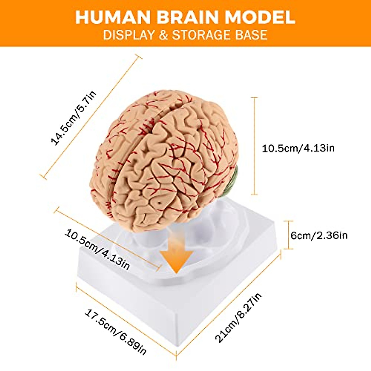WICHEMI Human Brain Model 9-Part Model of Brain Life Size Brain Anatomy Model w/Display Base for Teaching Neuroscience with Vessels Science Classroom Study Display Learning Medical Model