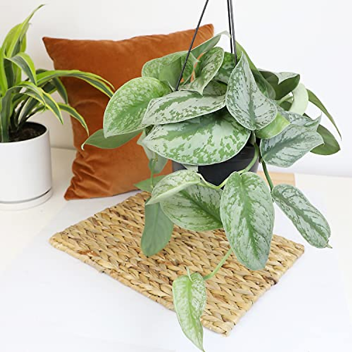 Silver Satin Pothos Plant Live Plant Hanging Basket, Silver Pothos Hanging Plant Live House Plants Indoors, Real Plants Indoor Live Plants Indoor Plants Live Houseplants Live Indoor by Plants for Pets