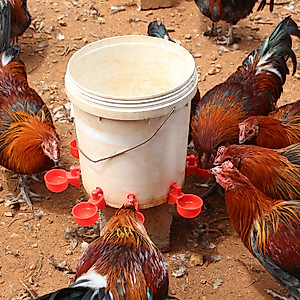 Chicken Feeder and Waterer Kit, 6 PCS Poultry Feeders No Waste and Chicken Water Cups for Buckets Barrels