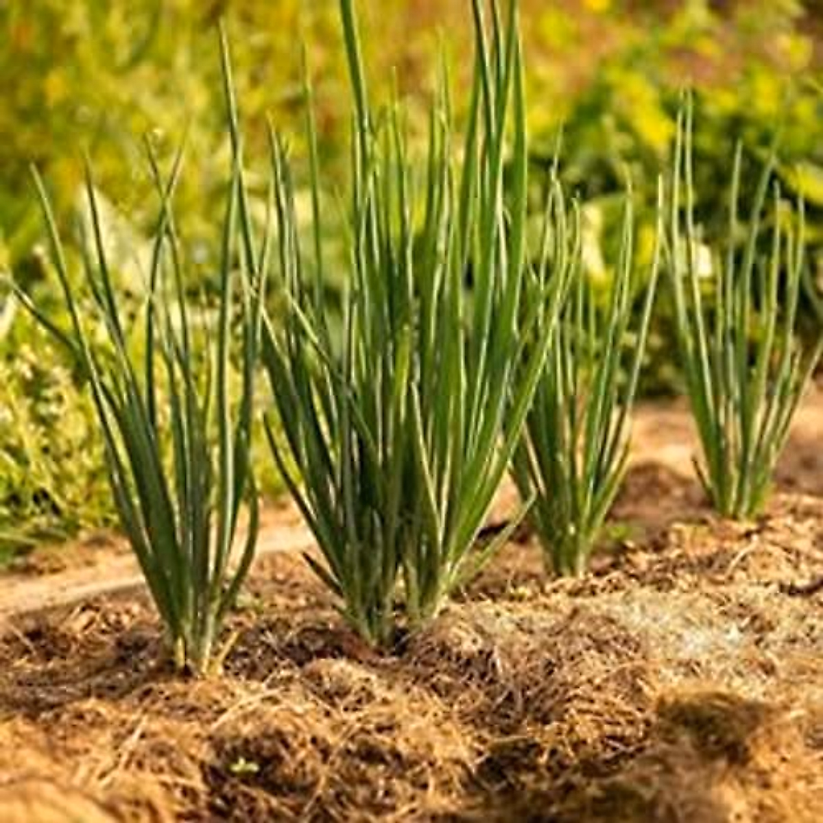 CHUXAY GARDEN Scarlet Bandit Bunching Onion 100 Seeds Purple Onion Vegetables Rare Special Flavor Seasoning Plant Grows in Garden and pots