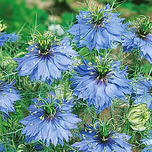 QAUZUY GARDEN 500 Blue Nigella Damascena Seeds Love in a Mist Miss Jekyll, Devil in The Bush- Flower Seeds Striking Landscape Plant Low Maintenance