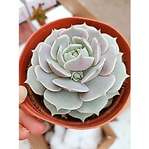 2in Echeveria Lola, 1 Pack Live Mini Succulent Plant Fully Rooted in Pots with Soil Mix, Real House Plant for Indoor Outdoor Home Office Wedding Decoration DIY Projects Party Favor Gift