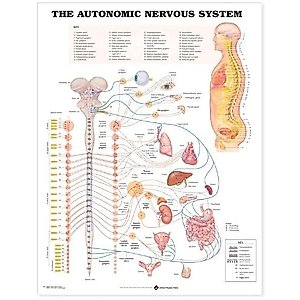 The Autonomic Nervous System Anatomical Chart