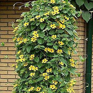 Outsidepride Thunbergia Black-Eyed Susan Yellow Climbing Vine Flowering Plants - 100 Seeds