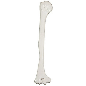 Axis Scientific Humerus Bone Model?–?Left Bone Replica, Features Natural Textures and Landmarks of Human Humerus Bone – Includes Detailed?Product Manual