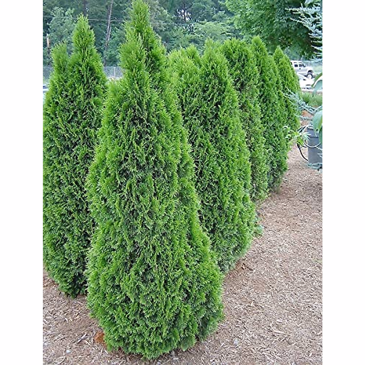 Arborvitae Emerald Green | 3 Live Gallon Size Trees | Thuja Occidentalis Smaragd | Evergreen ...