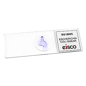 EISCO (Pack of 25) Escherichia Coli Smear, Gram Stain, Prepared Microscope Slides - 75 x 25mm - Classroom Pack, 25 Slides in Storage Case - Biology & Microscopy