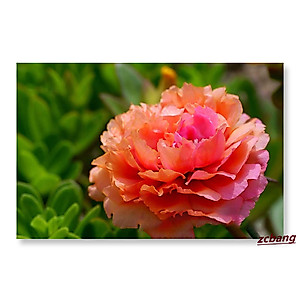 zcbang Moss Rose (Portulaca Grandiflora) Mixed Colors 2000+ Fresh Seeds