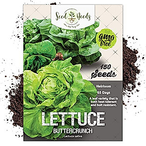 Seed Needs, Butterhead Lettuce Lovers Seed Packet Collection (5 Varieties of Heirloom Lettuce Seeds for Planting) Non-GMO & Untreated - Great for Hydroponics