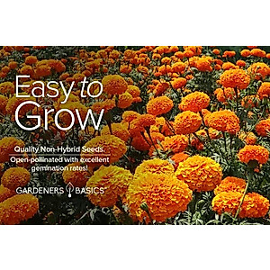 Marigold Seeds for Planting Outdoors (Crackerjack Variety) Annual Open-Pollinated, Heirloom, Non-GMO Flower Variety- 800mg Seeds Great for Summer Cut Flower Gardens by Gardeners Basics