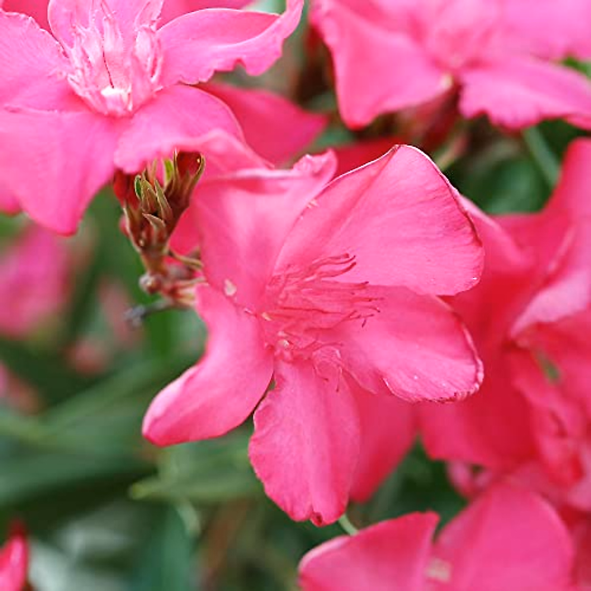 Nerium Oleander Seeds Hardy Red Oleander Evergreen Deer & Rabbit Resistant Drought & Salt Tolerant Showy Low Maintenance Pathway Hedge Screen Container Outdoor 5Pcs Shrub Seeds by YEGAOL Garden