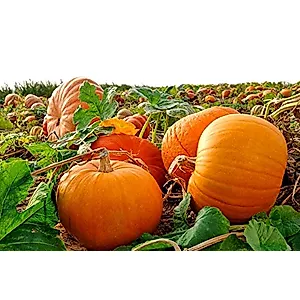 Giant Pumpkin Titan Seeds 10 Seeds for Planting Vegetable Garden Squash Gourd Seeds