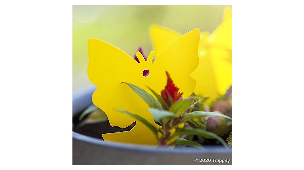 Trappify Sticky Gnat Traps - Effective Indoor & Outdoor Pest Control