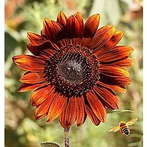 Velvet Queen Sunflower Seeds Stunning Red Orange Flowerss bin41 (70+ Seeds, or 2 Grams)