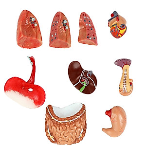 Axis Scientific 14-Part Unisex Micro Torso Anatomy Teaching Model, Includes Teaching Booklet