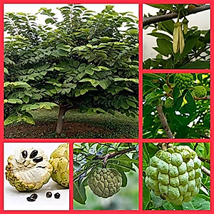 QAUZUY GARDEN Seeds - 20 Premium Custard Apple Buddha's Head Sugar Apple Sitafal Annona Cherimoya Fruit Tree Seeds, Non -GMO, Easy to Grow, Very Fresh Seeds