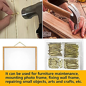 Tuplip Fe- Nails 1-1/2''inch x 14 Gauge (290pc), Flat Head Nails Hardware (38mm), Brass Plated Gold Nails for Hanging Pictures/Wood/Plaster and Concrete Wall/Carpentry/Photo/Frame/Art DIY