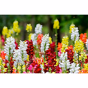 Snapdragon Seeds, 5000 Flower Seeds Per Packet (NOTSWOH's Seeds)