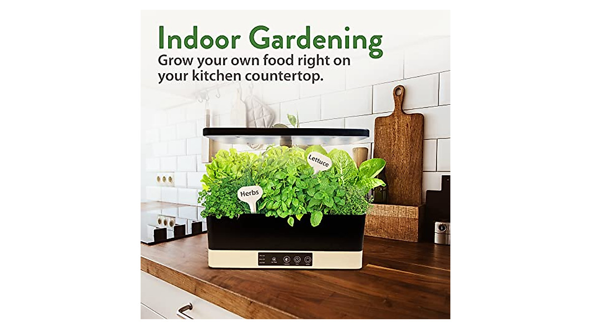 500+ Santo Cilantro Seeds for Planting Indoors or Outdoors - Non-GMO ...