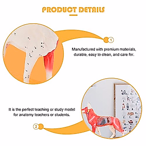 4D Vision Dog Anatomy Model, Dog Model Anatomy Teaching Tool Animal Pressure Points Veterinary Training for Animal Teaching Demonstration, Pet Clinic Veterinary TrainingSchool Teaching Tool