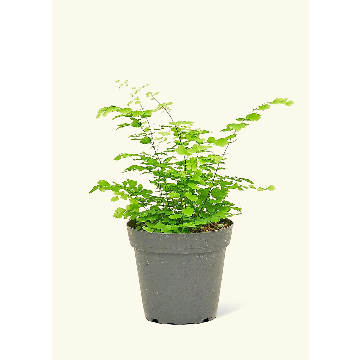 Rooted Maidenhair Fern, Adiantum aethiopicum, Live, Live Indoor, Easy to Grow, Easy to Care, Outdoor Garden and Low Maintenance Houseplant (4")