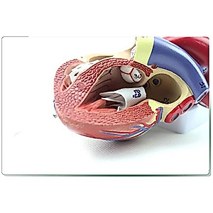 Genuine 1: 1 human heart model B-color ultrasound medical cardiology cardiac anatomy teaching model