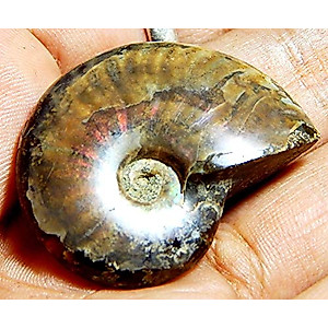 phoenix888 XUETZALCOATL Very Rare Jyoti Ratna Garbha Shaligram 1pcs