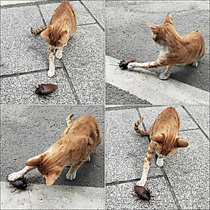 Tipmant RC Cockroach Remote Control Car Vehicle Animal Toys Electronic Realistic Fake Big Insect Bug Glowing Eyes Kids Gift