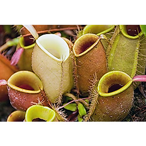 Carnivorous Plant Soil Mix, 1 QT Small Size Bag for Repotting, All Natural Ingredients Great for Venus, Sundews, and Pitcher Plants