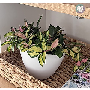 Nature’s Way Farms Hoya Carnosa Variegated Live Plant (7-11In. Tall) in Grower Pot