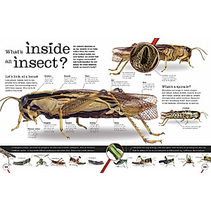 Everything You Need to Know About Bugs