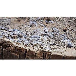 Bugzy Bugs Porcellio Laevis Dairy Cow 15 Count Live Isopods Roly Poly Cleanup Crew Reptile Food Terrarium Vivarium
