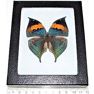 BicBugs Kallima inachis Blue Yellow Leaf Mimic Butterfly China Framed Real
