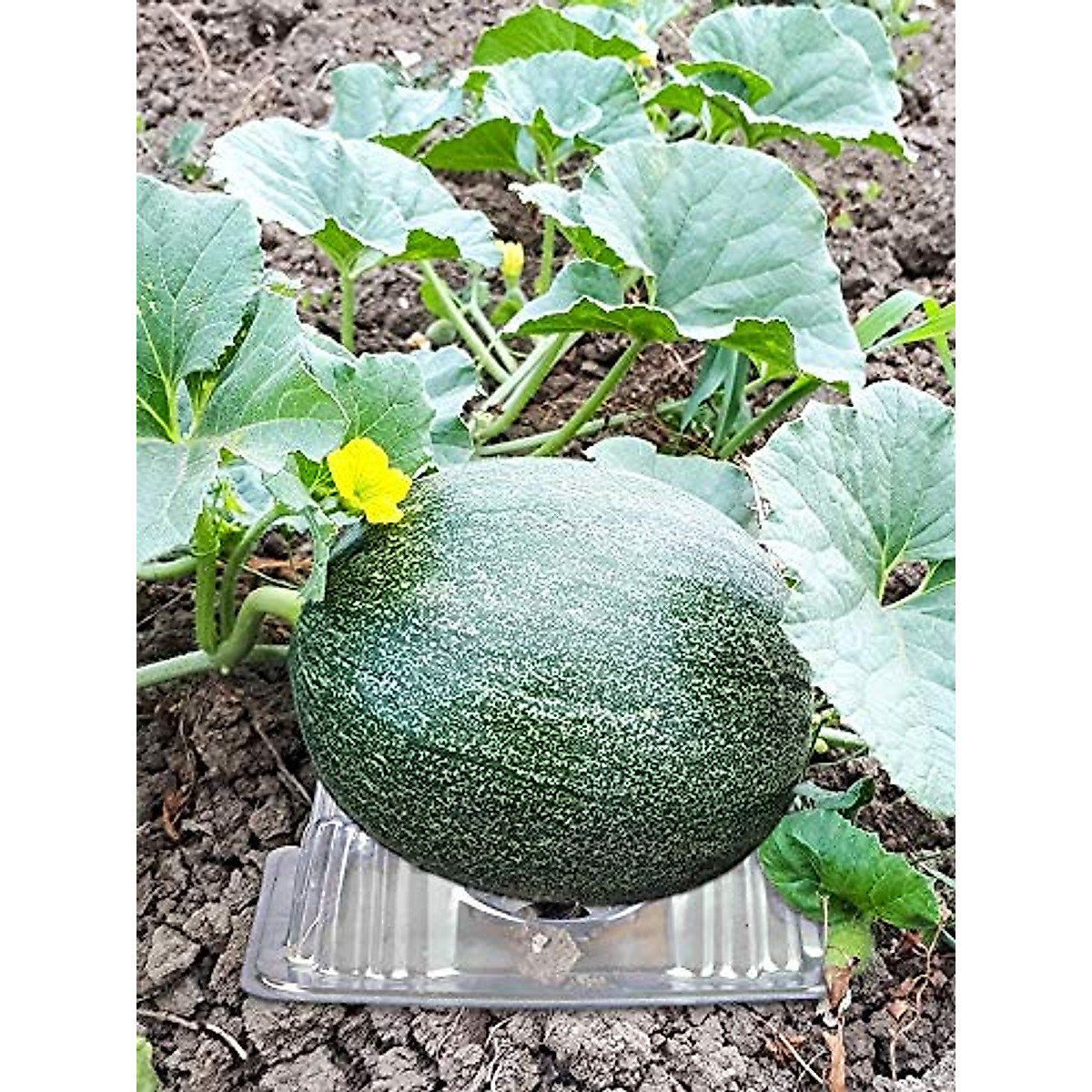kemengsuer 100 Pieces Plastic Melon Cradle, Fruit & Vegetable Cradle Stands, Holds up to 20 lbs, Clear Plastic Melon Support Cradle for Keep Watermelon Off of The Ground(13.5 x 10.5cm/5.11 x 4.13inch)