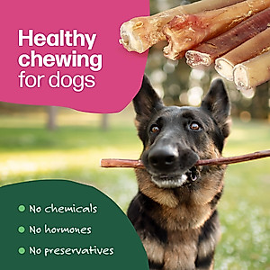 Willow&I Natural 12" Bully Sticks for Dogs - Premium Grass Fed Beef Chews- Bully Sticks for Large Dogs, Medium & Small Breeds- Odor Free, Healthy Long Lasting Treats for Teeth & Gums (5 Pack)