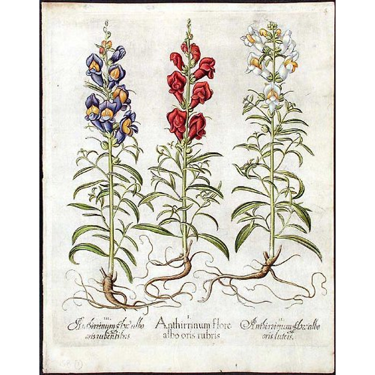 [Garden Snapdragons] Anthirrinum flore albo oris rubris; Anthirrinum flore albo oris luteis; Anthirrinum flore albo oris rubentibus [Garden snapdragons]