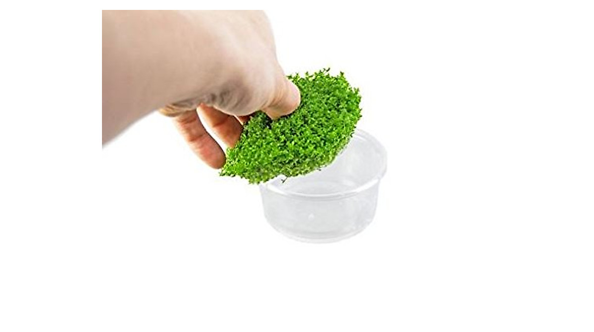 Mainam Dwarf Baby Tears Carpet - Live Aquarium Plant for Freshwater Tanks