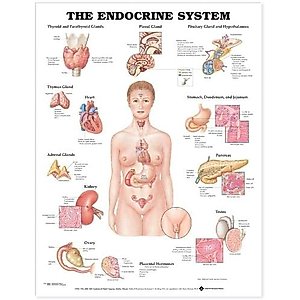 The Endocrine System Anatomical Chart