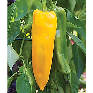 Burpee Big Daddy Sweet Pepper Seeds 40 seeds