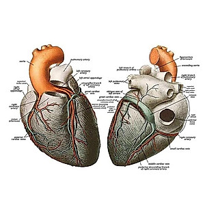 CafePress Anatomy Of The Human Heart Mug Ceramic Coffee Mug, Tea Cup 11 oz