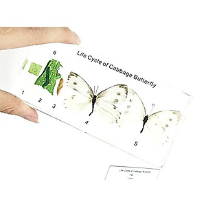 Lifecycle of a Cabbage Butterfly Paperweight Science Classroom Specimens for Science Education