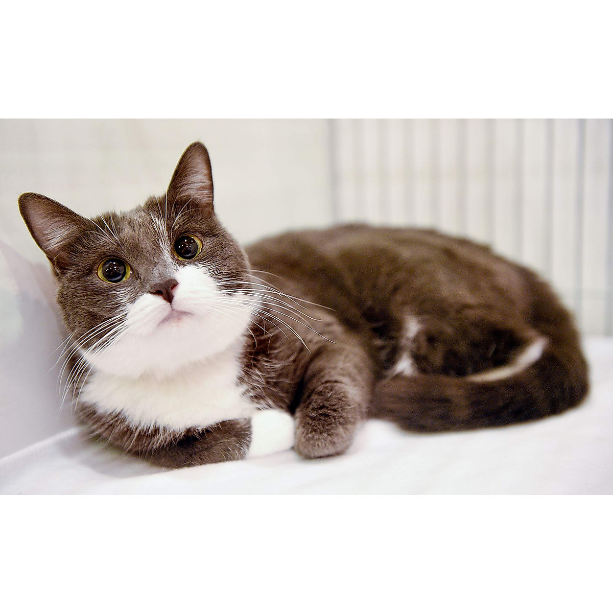 I Love My Pets cat allergen Reducer - Cats Allergy Relief - Itch Relief - Premium Supplement - Treats - cat Allergy Treats - 150 Tablets (2 Bottles)