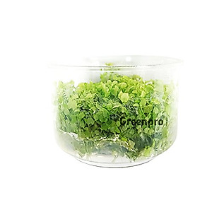 Micranthemum Monte Carlo New Large Pearl Grass Live Aquatic Plant in Tissue Culture Cup for Aquarium Freshwater Fish Tank by Greenpro