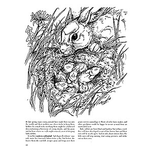 A Walk in the Woods (Dover Nature Coloring Book)