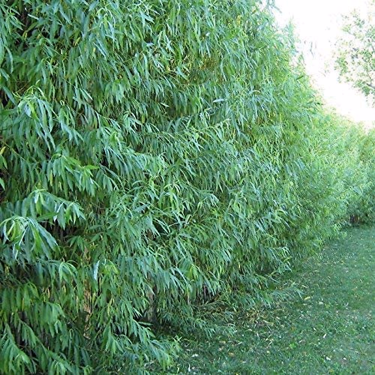 Hybrid Willow Tree Plants for Growing | Fast Privacy Hedge Row, Wind Block, Shade | Fast Growing - 12 Feet Per Year, Fast Growing Trees (24 Trees)