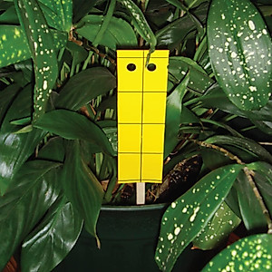 Enoz BioCare Gnat Stix for Fungus Gnats and Aphids, Pest Control for Plants and Greenhouses, Safe & Effective (12 Pack)