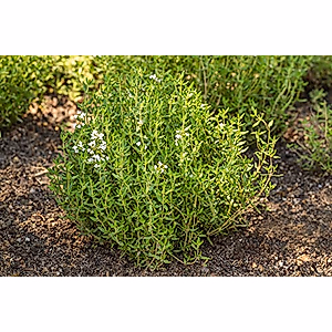 Common Thyme Seeds for Planting, 1000+ Seeds Per Packet, (Isla's Garden Seeds), Non GMO & Heirloom Seeds, Botanical Name: Thymus vulgaris, Great Herb Garden Seeds